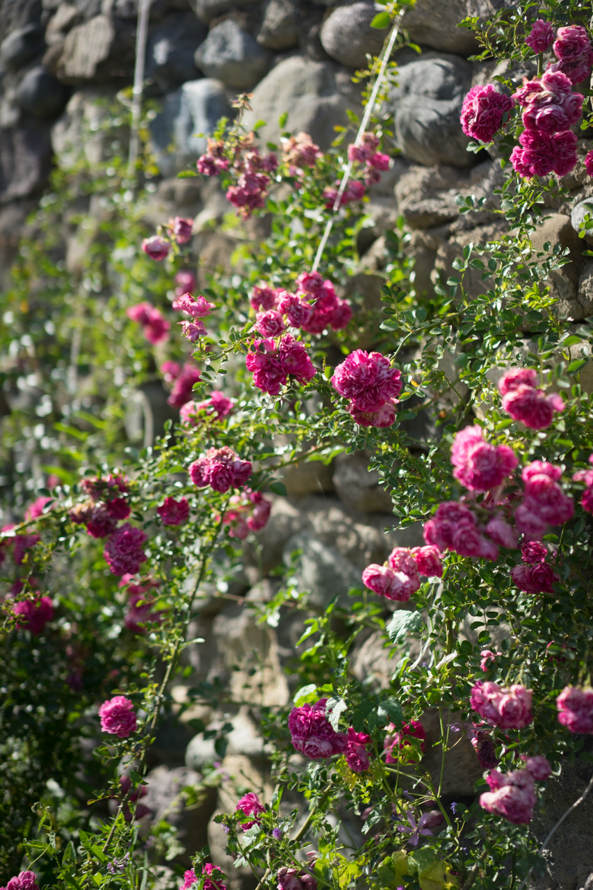 DSC03046 | C'est la vie